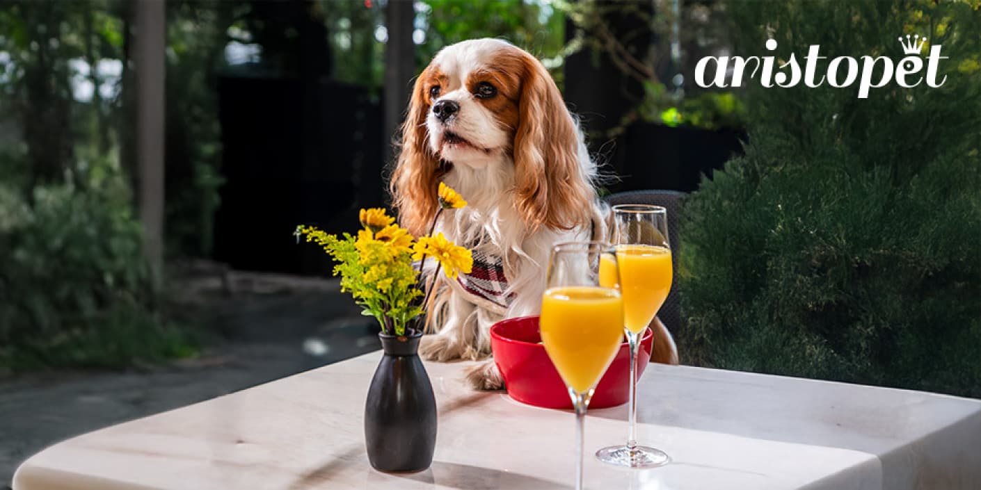 ARISTOPET - Productos para mascotas | El Palacio de Hierro