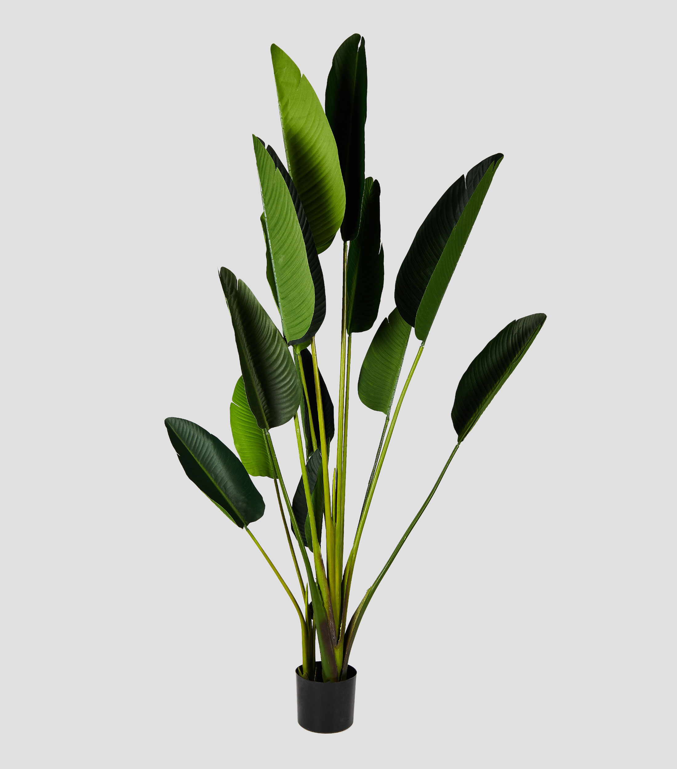 Cordaro Planta decorativa Strelitzia nicolai Artificial |El Palacio de ...